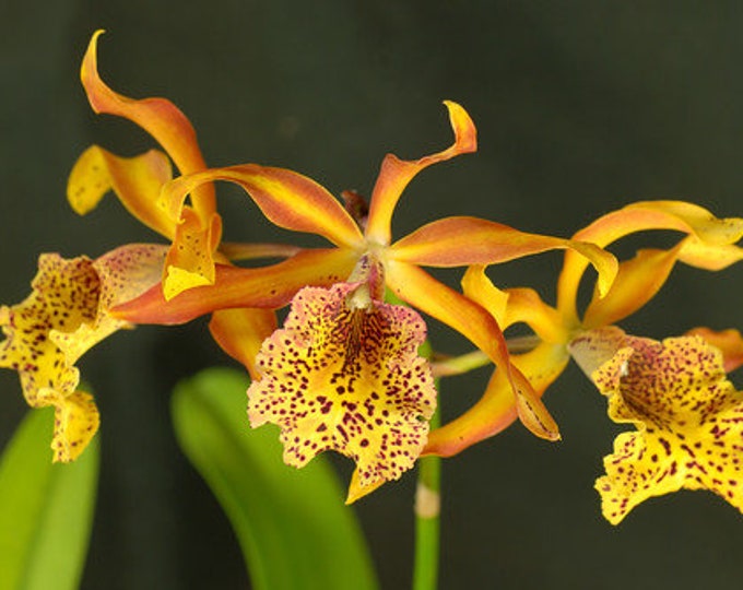 Orchid Cattleya Brassavola Recc Frances Fox 'sun Spot' Live Plant - Etsy