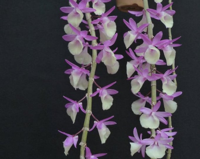 Orchid Den. Dendrobium Jan Orinstein (den. Aphyllum X Den. Primulinum ...