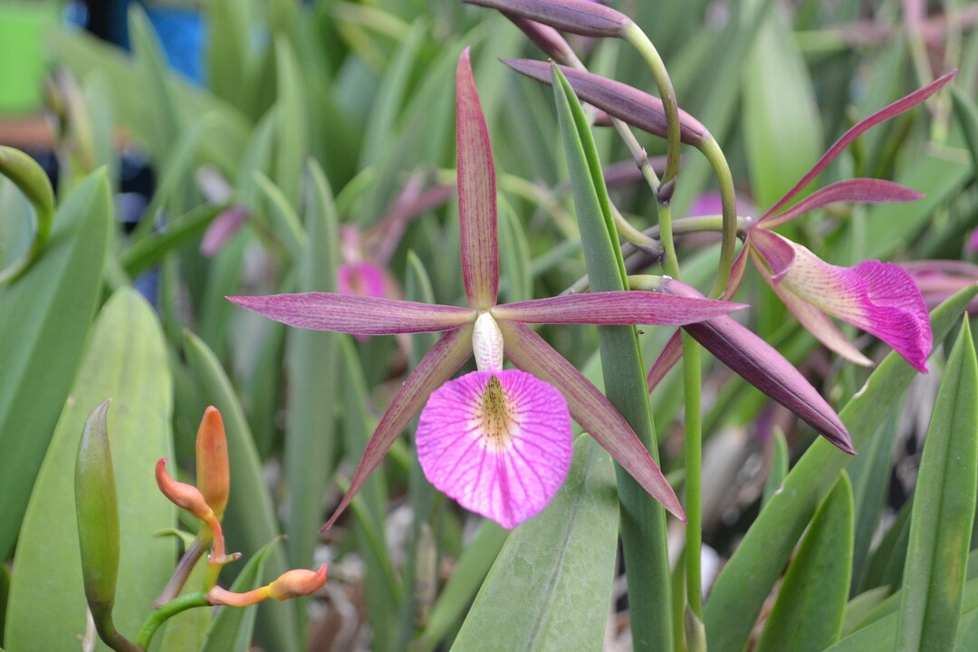 Orchid Cattleya Brassocattleya Bc. Hamlyn's Magic 'leilani' Live Plant ...