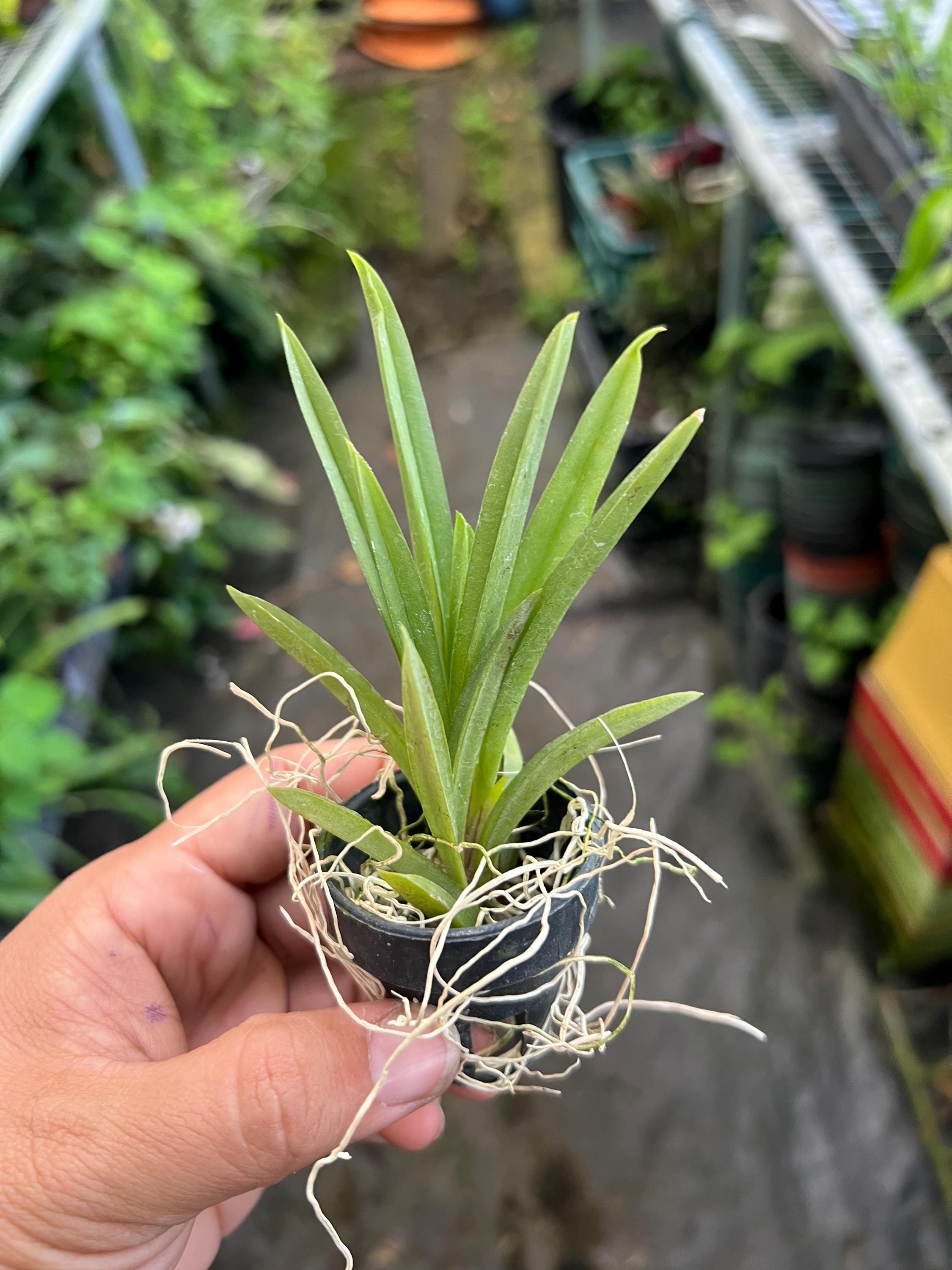 Miniature Orchid Oncidium Tolumnia Jairak Flyer 'mangosteen' Oncidium ...