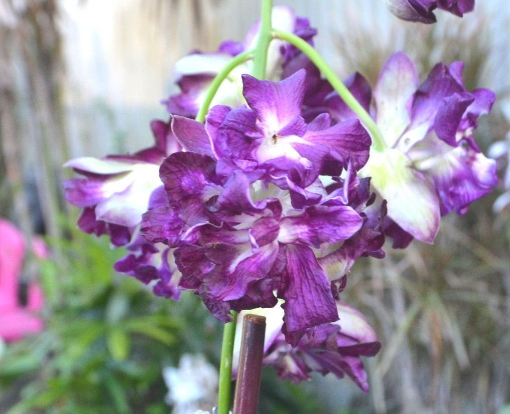 Rare Mutated Orchid Dendrobium Den. Burana Sunshine 'peony' Live Mature ...