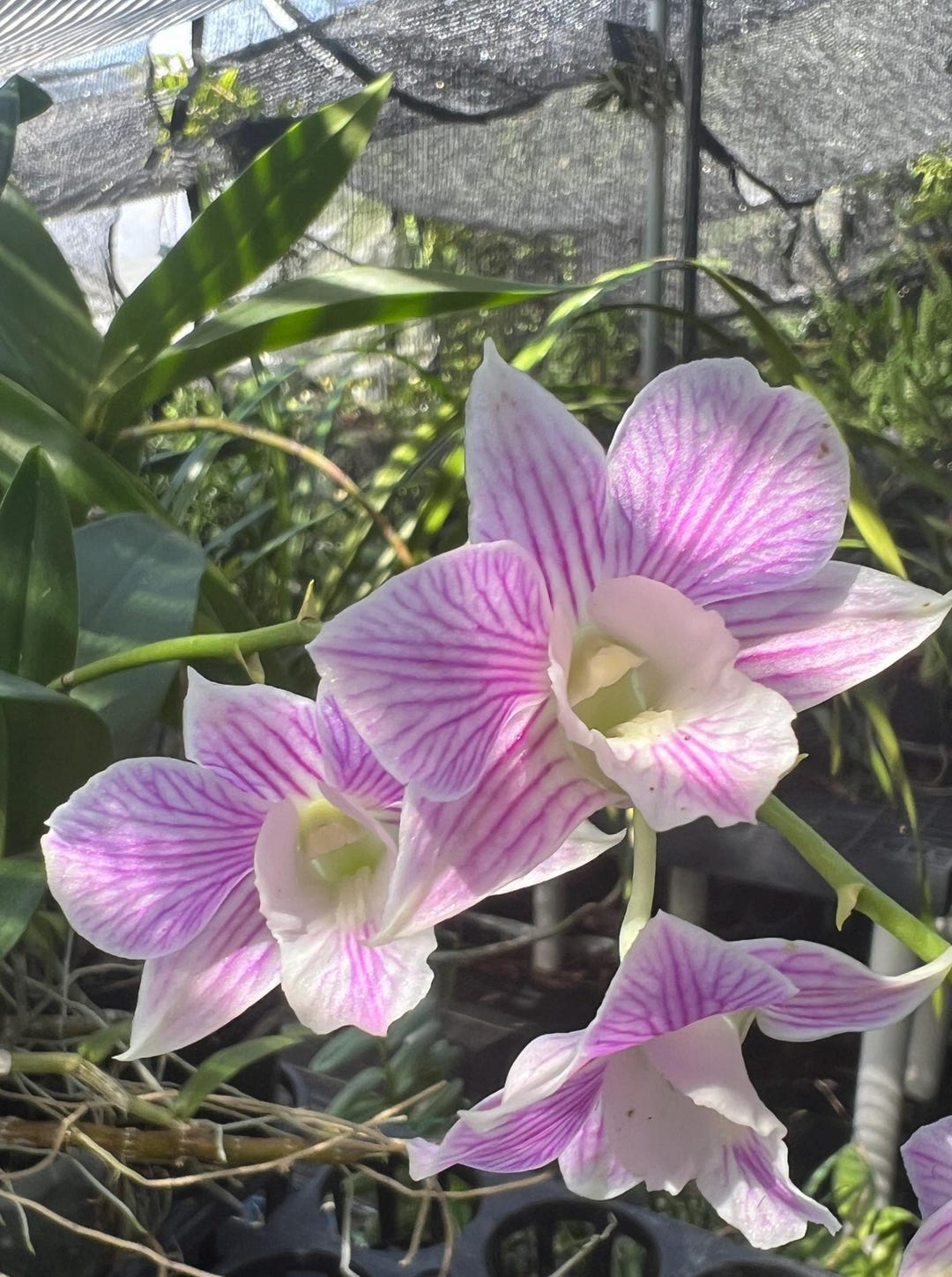 Orchid Dendrobium Den. Kalapana Luz Plant Live Orchid - Etsy