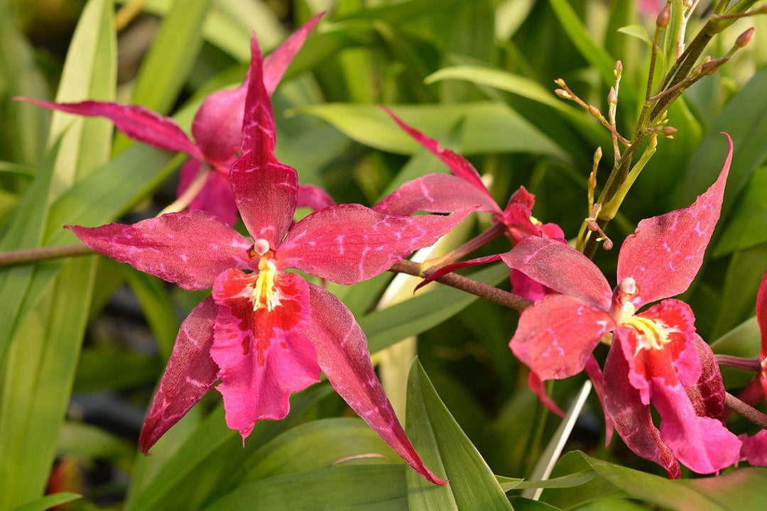 Mature Orchid Oncidium Aliceara Stellar 'hoku' Live Plant - Etsy