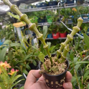 Rare Orchid Dendrobium Pendulum Species Rare Live Plant - Etsy