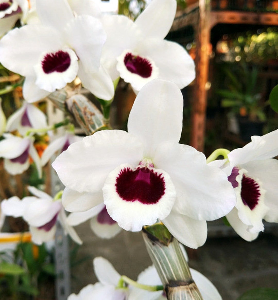 VARIEGATED LEAF Orchid Den. Yukidaruma 'king' Dendrobium Nobile Live ...
