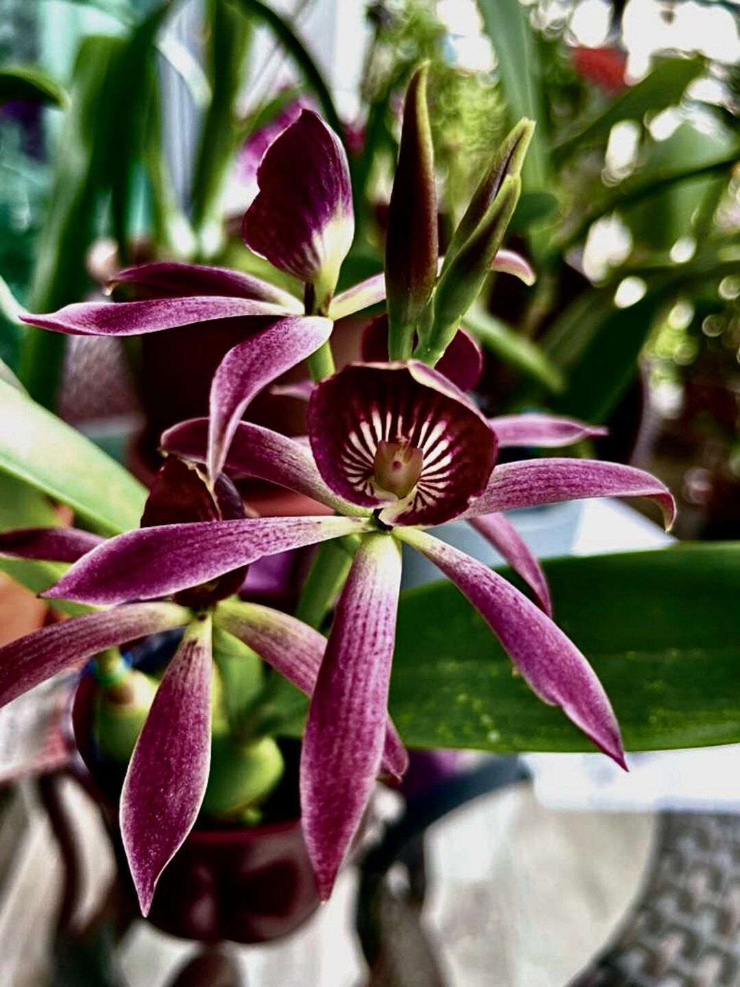 Very Rare Orchid Species Encyclia Guarechea Black Comet Species Live ...