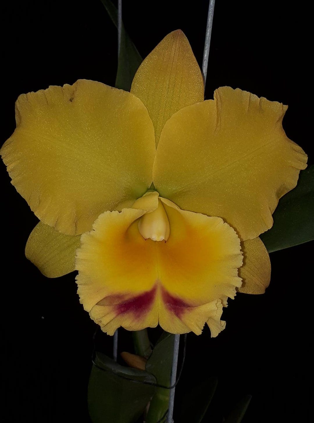 Bare Root Division Orchid Cattleya Rlc Chomthong Delight 'yellow ...