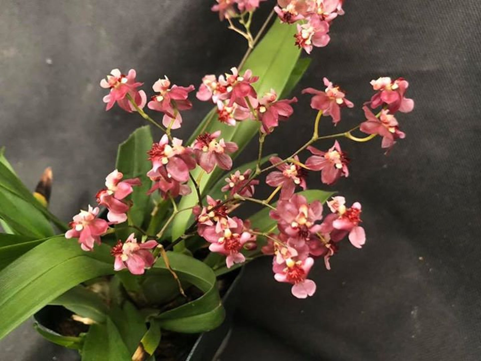 Orchid Miniature Oncidium Twinke 'pink Profusion' Live Mature Plant - Etsy