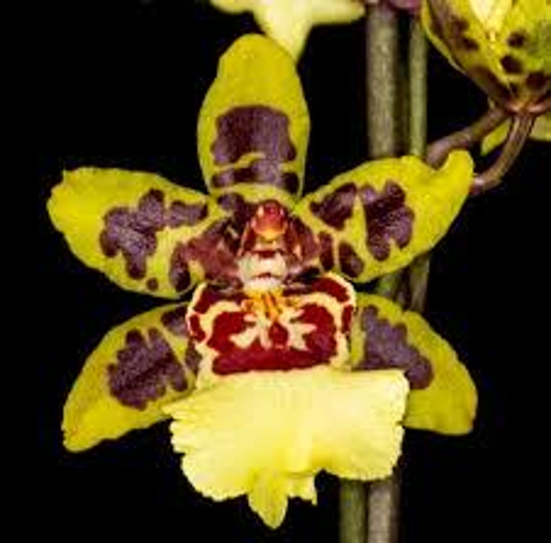 Mature Orchid Oncidium Ons. Wildcat '1229' Live Plant - Etsy