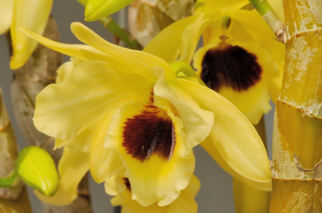 Bare Rooted Orchid Dendrobium Nobile Den. Golden Blossom Variegated ...