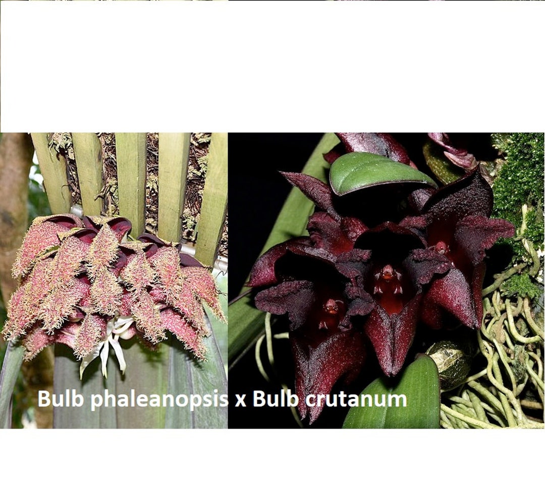 Collectors Rare Orchid Bulbophyllum Pride of Papua (bulb Phalaenopsis X ...