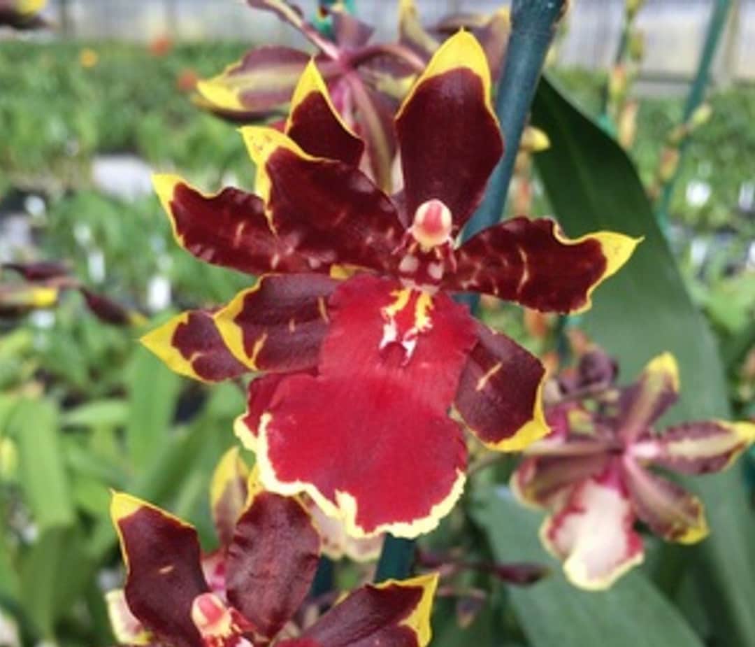 Mature Orchid Oncidium Ons. Wildcat 'golden Red Star' Live Plant - Etsy