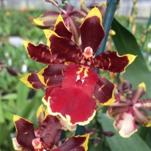 Mature Orchid Oncidium Ons. Wildcat 'golden Red Star' Live Plant - Etsy