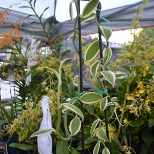 Very Large Super Variegated Orchid Vanilla Vine Plant Planifolia ...