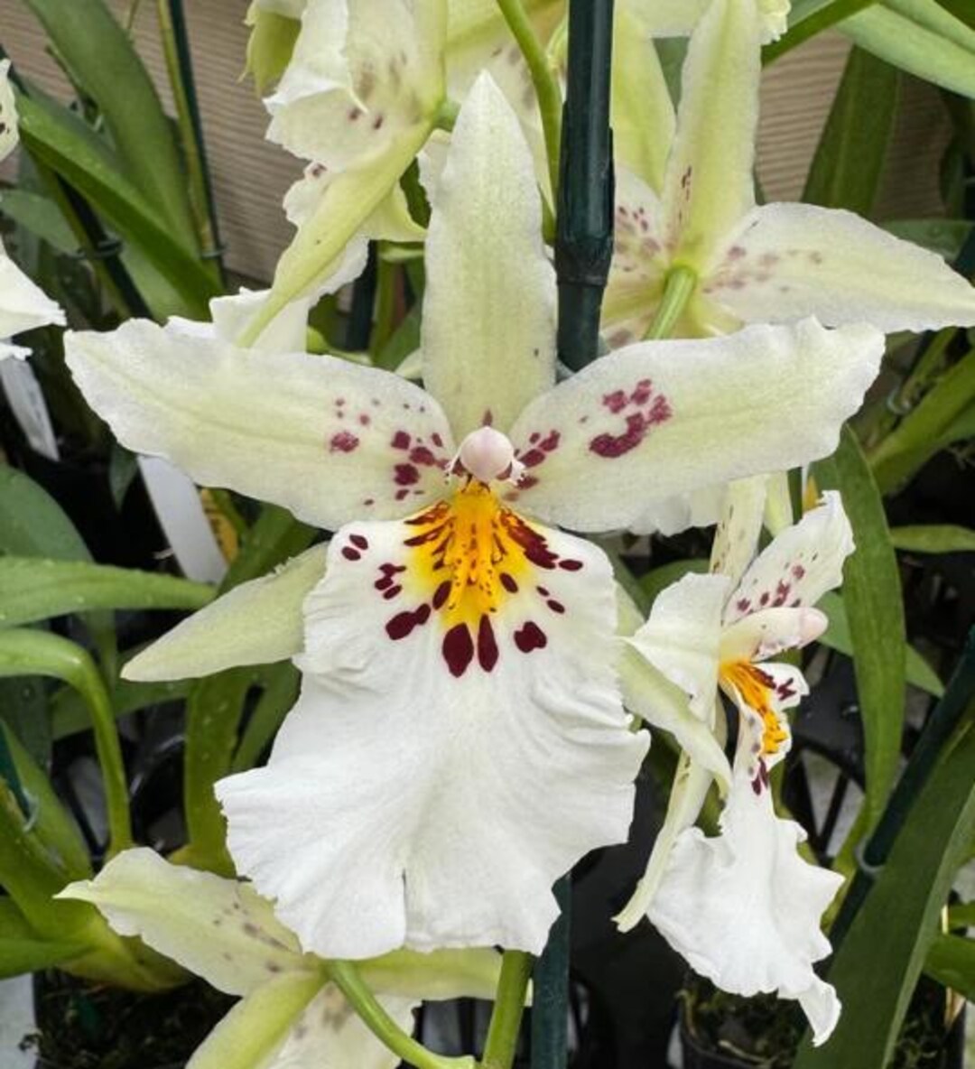 Mature Orchid Oncidium Shk. Memoria Bob Hill 'whitish' Live Plant - Etsy