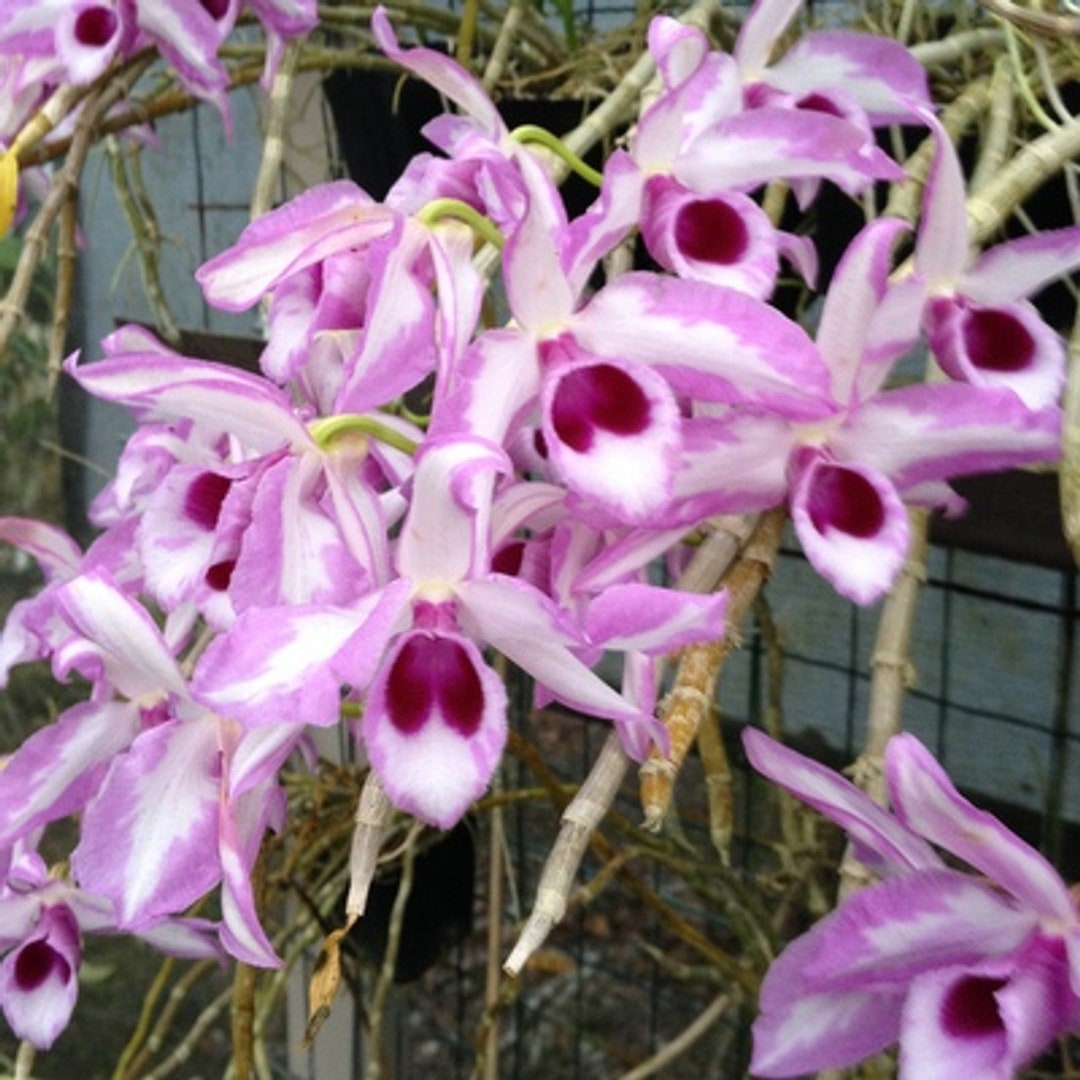 Variegated Anosmum Fragrant! Orchid Dendrobium Den Anosmum 'splash ...