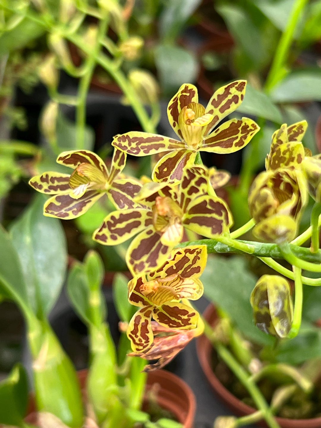 Mature Size Orchid Rare Species Grammatophyllum Scriptum Multifora ...