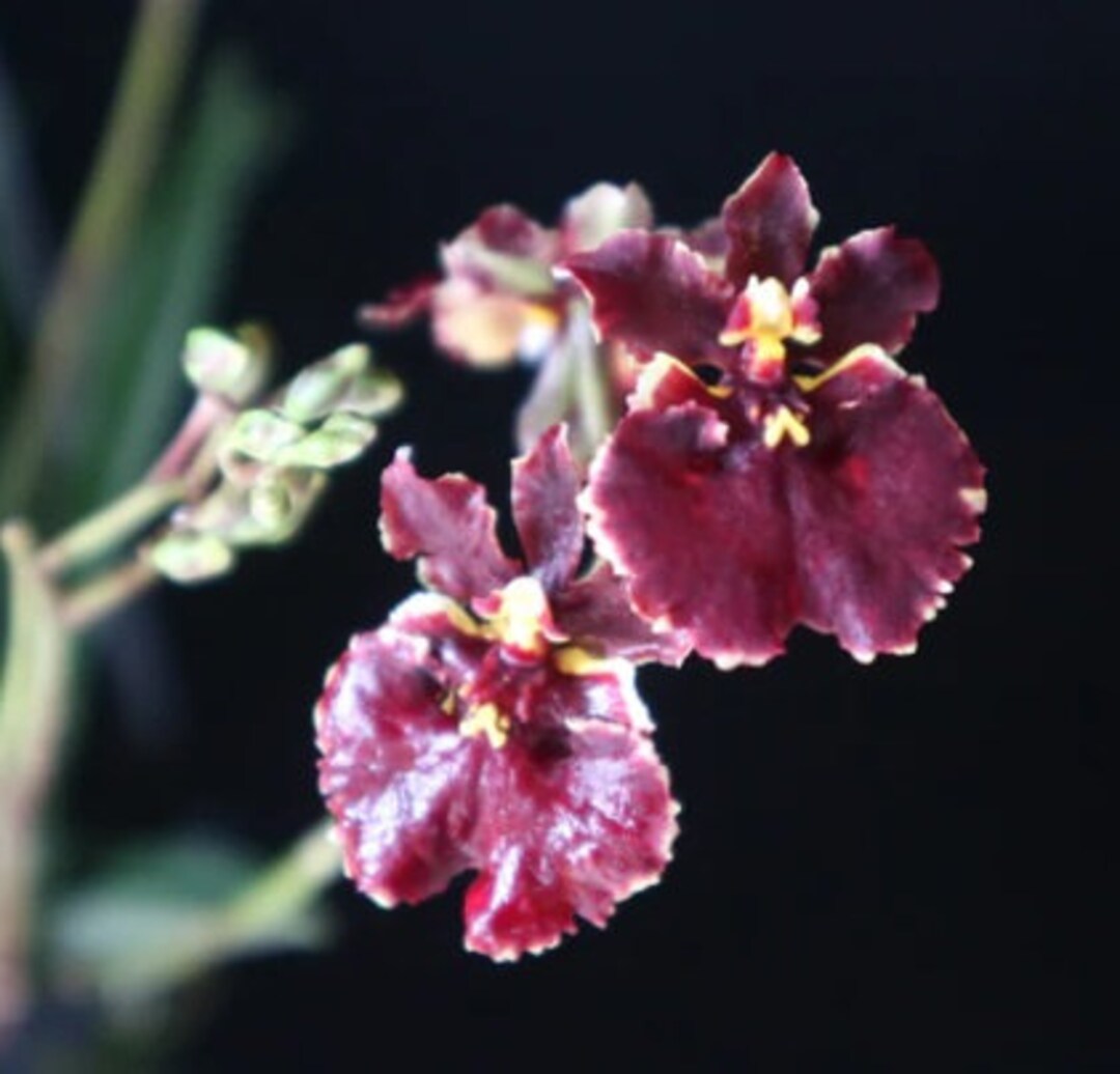 Miniature Orchid Oncidium Tolumnia Jairak Firm 'crimson' Oncidium ...