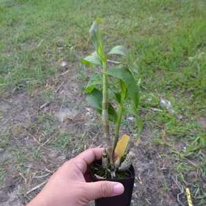 Orchid Dendrobium Den Tangerine Dream X Den Unicum Live Plant - Etsy