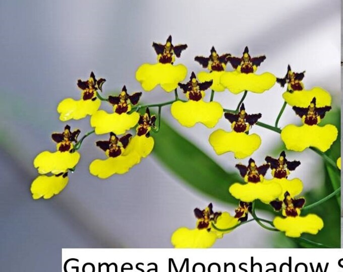 Orchid Oncidium Gomesa Moonshadow Miniature Plant Oncidium - Etsy