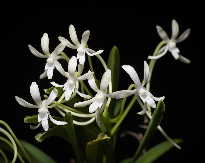Orchid Miniature Vanda Green Light Miniature Vanda Live Orchid - Etsy