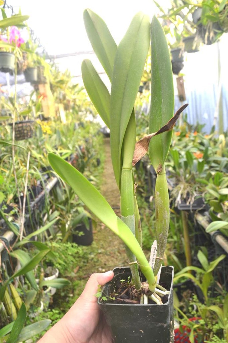 Orchid Cattleya Rlc. Liou Hope ball Live Mature Plant 5 Inch - Etsy