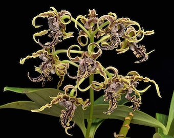 Dendrobium Spectabile Goblin Orchid Alien Orchid - Etsy