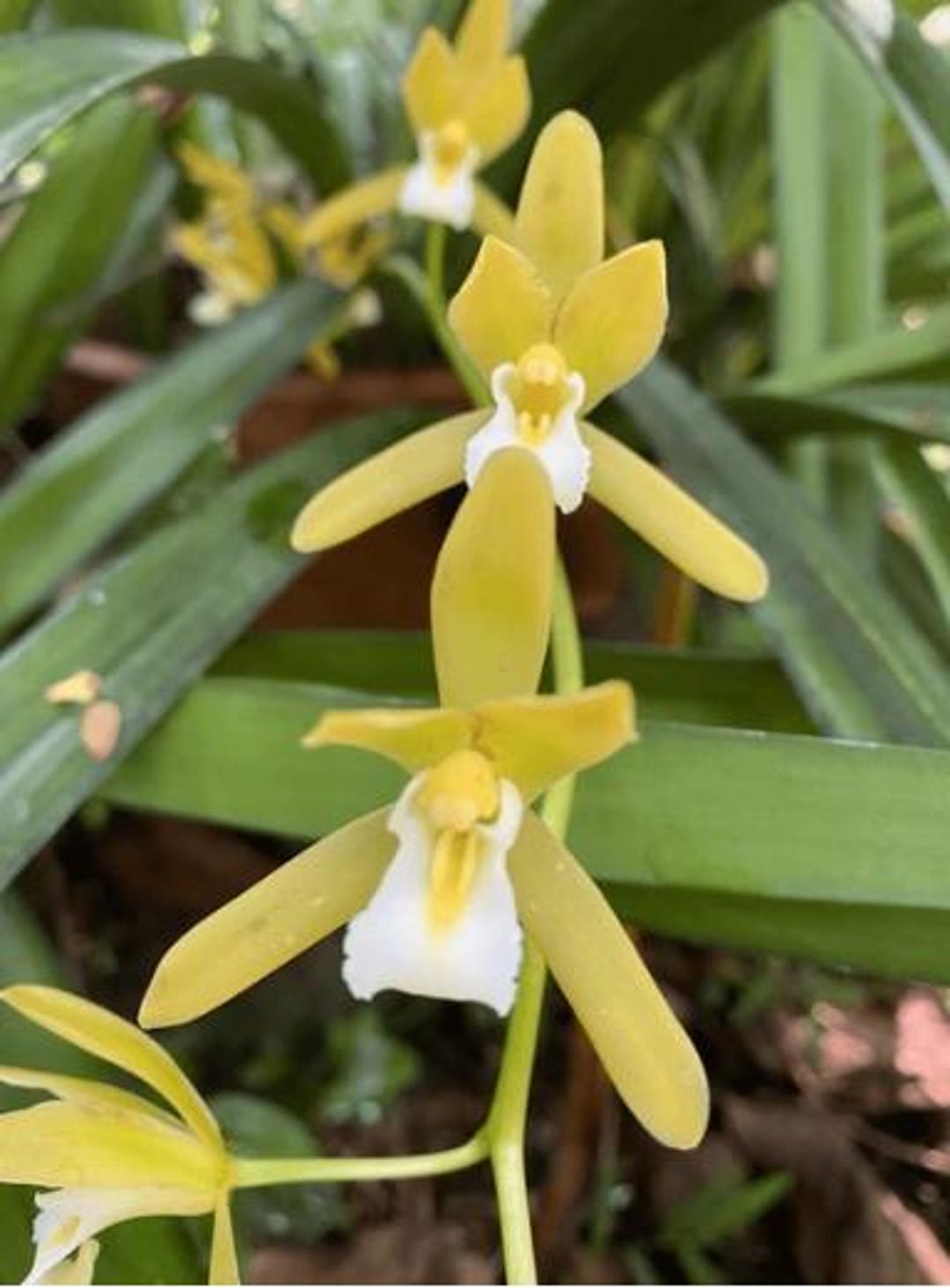 Plant Rare Species Orchid Cymbidium Hanalei Var Alba Rare Live Plant - Etsy
