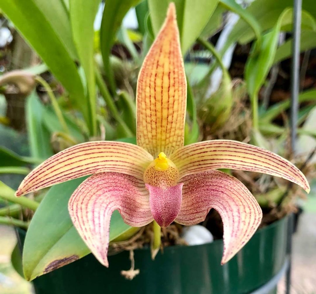 Rare Orchid Bulbophyllum Jan Ragan Mature Rare Live Plant - Etsy