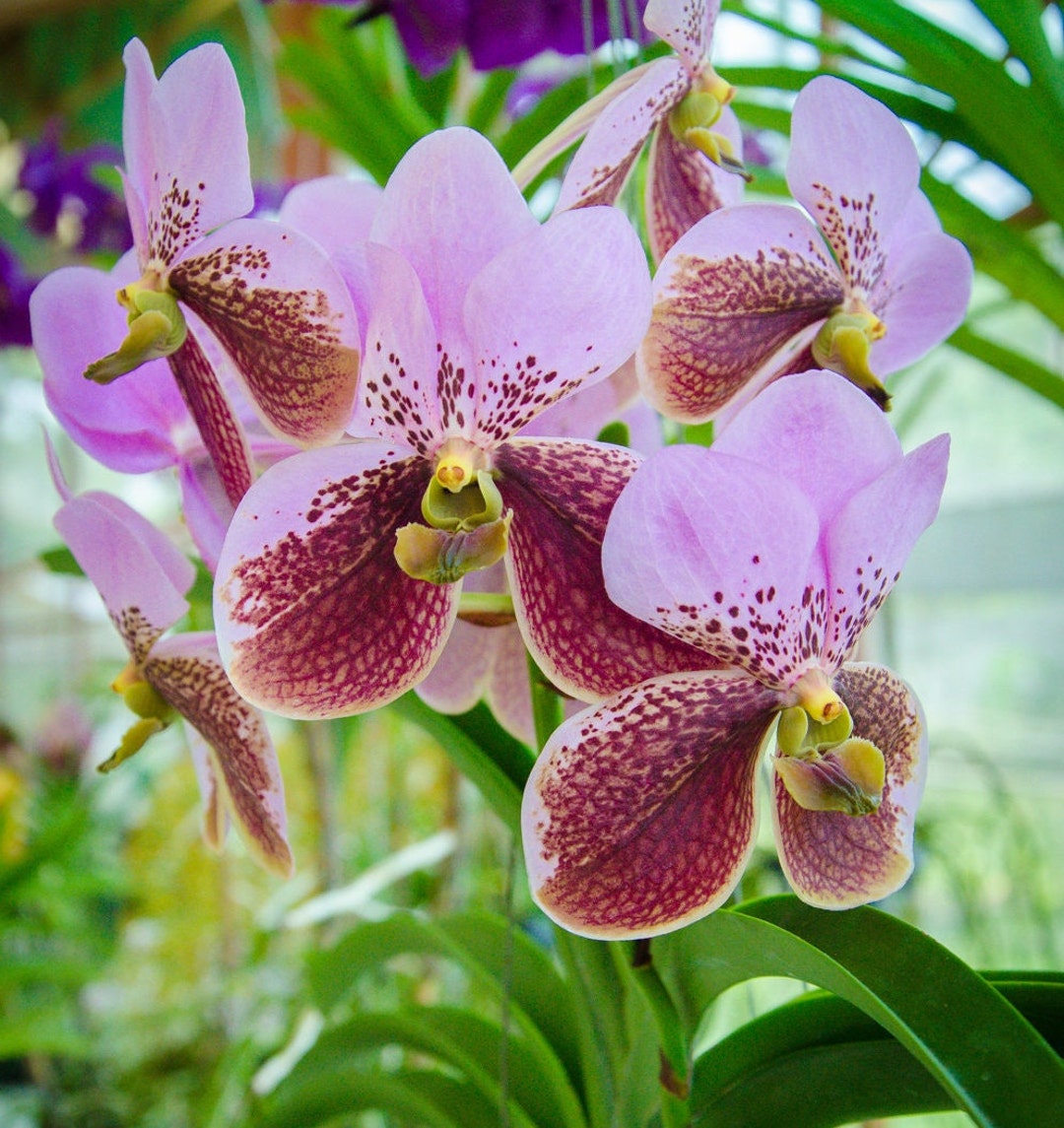 Orchid Vanda Orchid Vanda Sanderiana Live Orchid - Etsy