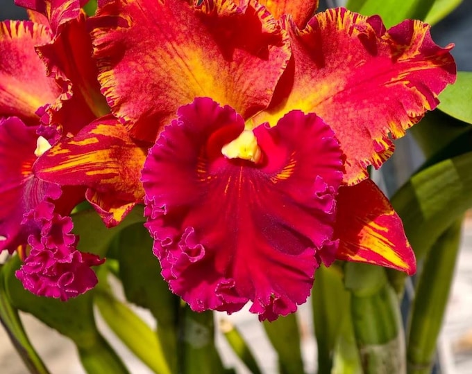 Orchid Cattleya Rlc Hey Song 'splash' Live Near Blooming Size Plant - Etsy