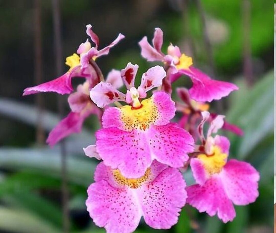 Miniature Orchid Oncidium Tolumnia Jairak Flyer '642' Oncidium ...