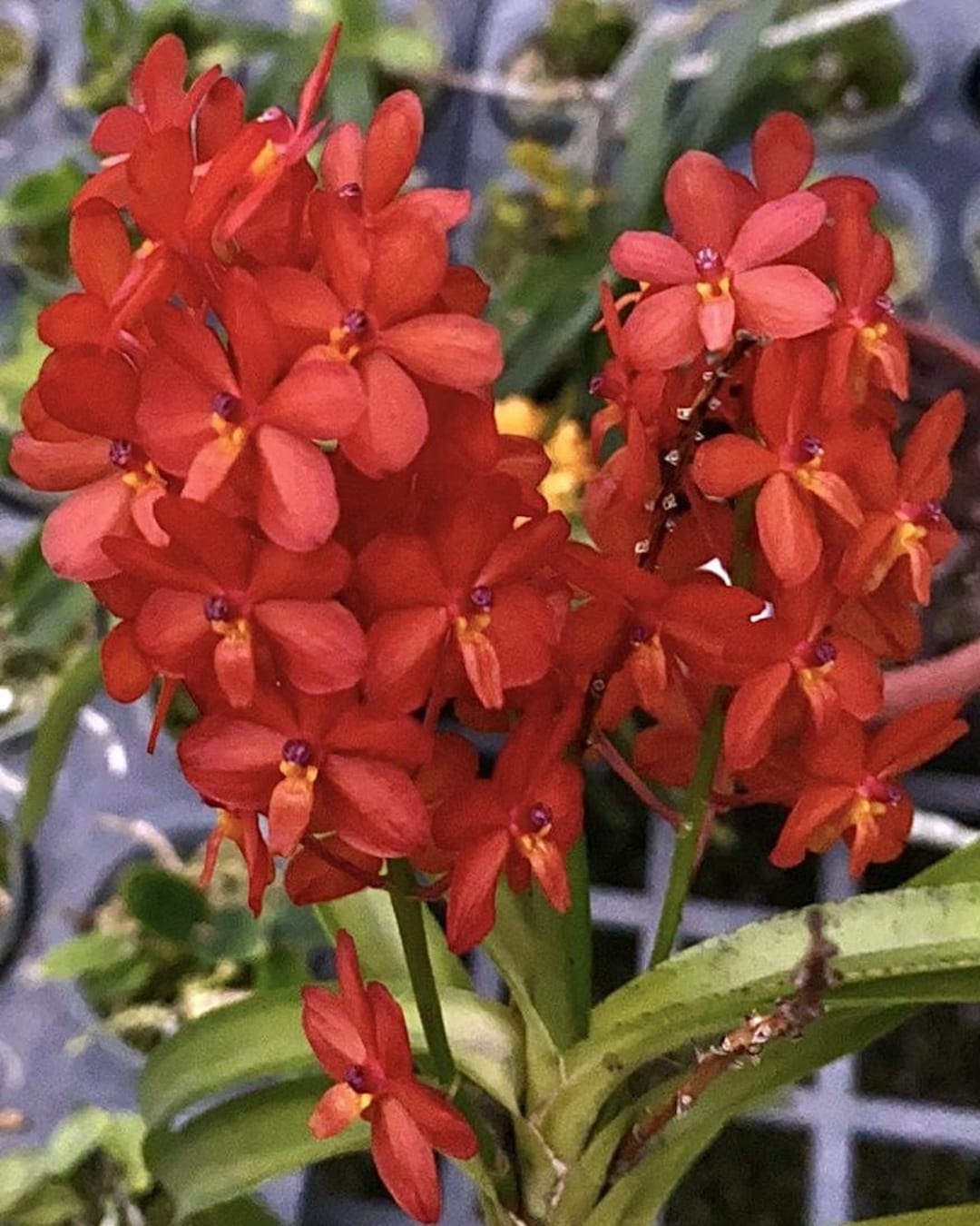 Miniature Orchid Vanda Species Ascocentrum Curvifolium Mature Live ...