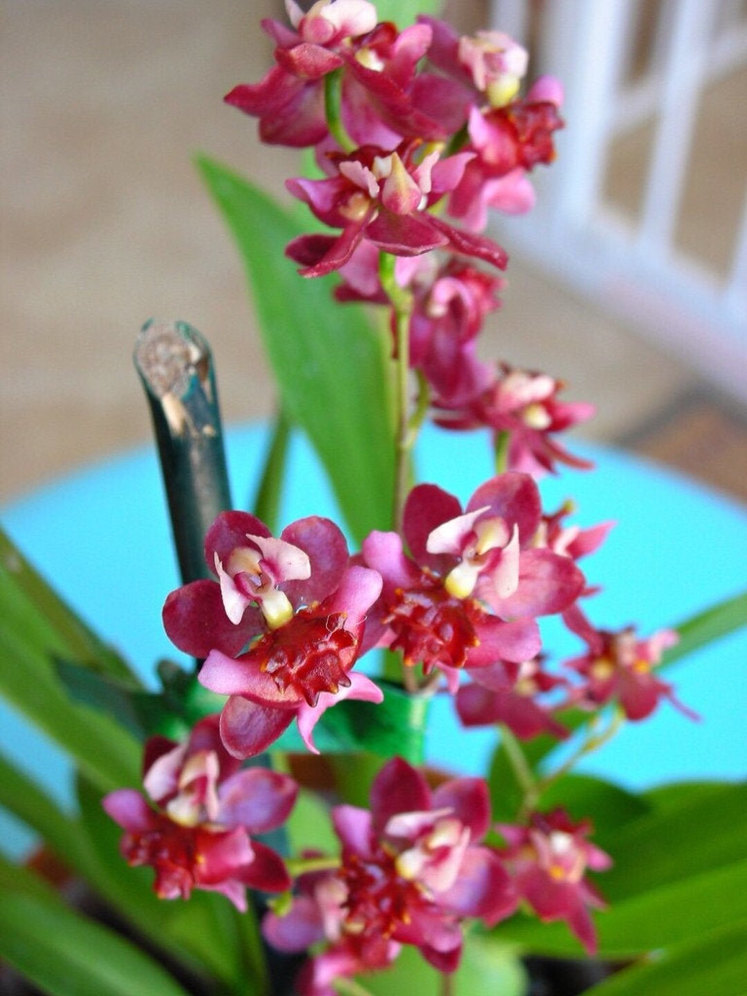 Orchid Miniature Oncidium Twinke 'pink Profusion' Live Mature Plant - Etsy