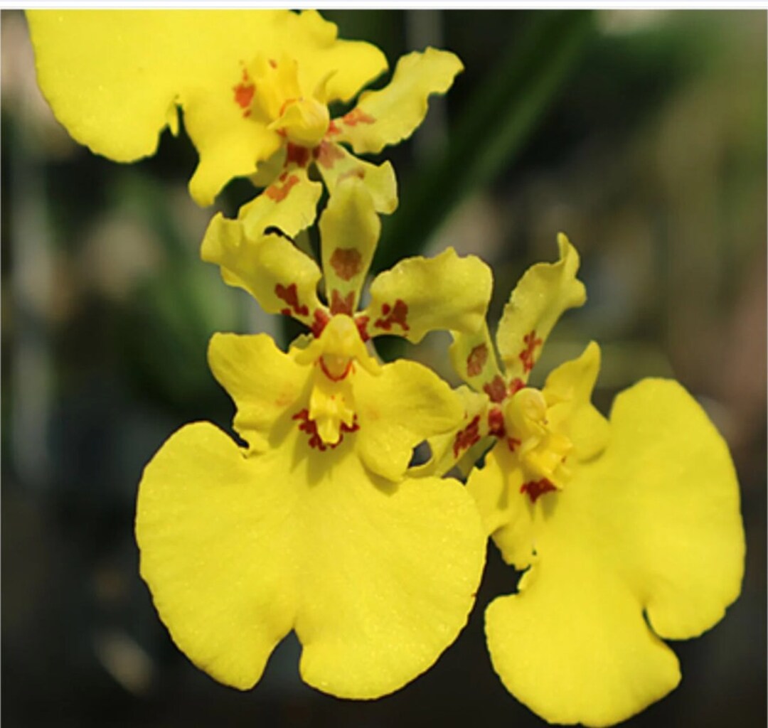 Miniature Orchid Oncidium Tolumnia Jairak Firm X Jiaho Fantasy Oncidium ...