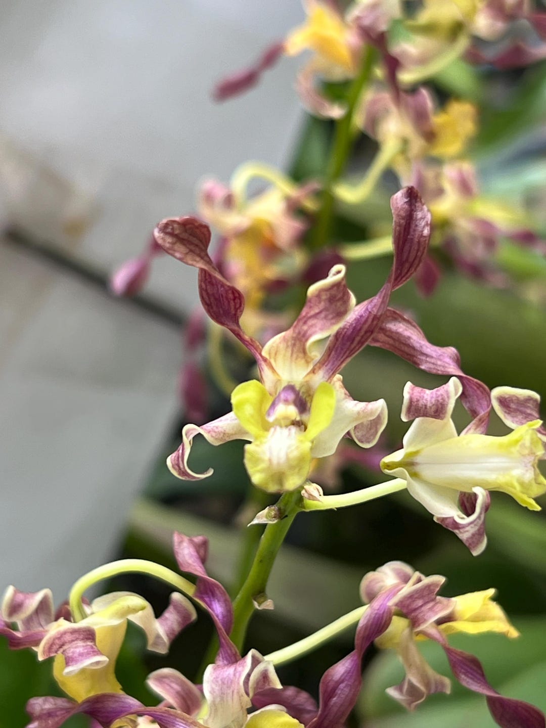 Dendrobium Autumn Twist Antelope Type Live Plant Twisted Flowers - Etsy