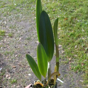 Orchid Cattleya Rby. Copper Queen Live Plant - Etsy