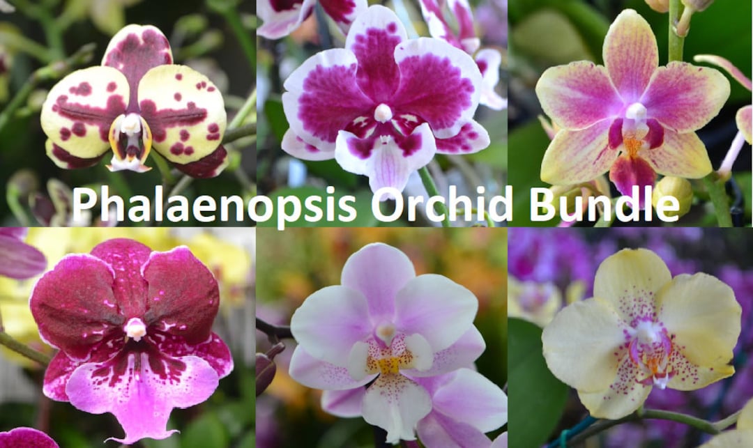 Surprise Orchid Bundle Phalaenopsis Hybrids Mature Orchids - Etsy