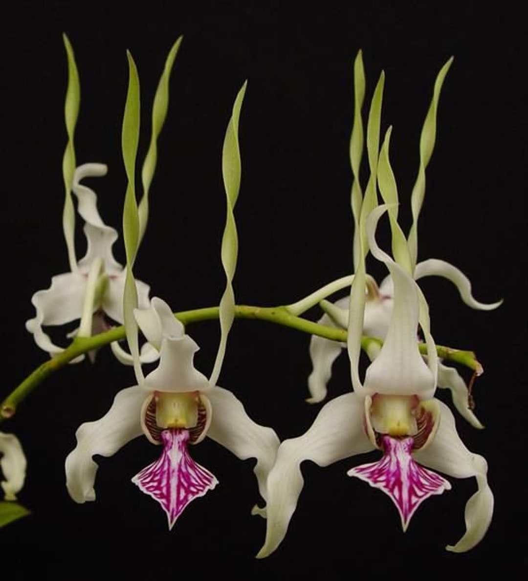 Seedling Rare Orchid Species Dendrobium Stratiotes Antelope Type Mature ...
