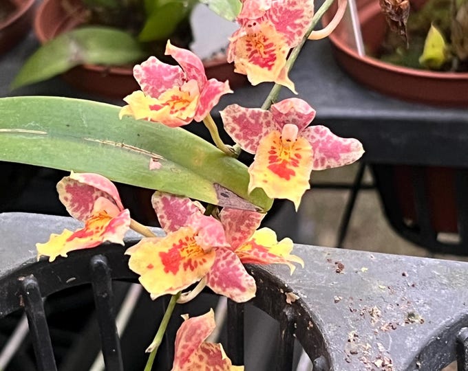 Orchid Oncidium Howeara Lava Burst Live Mature Plant - Etsy