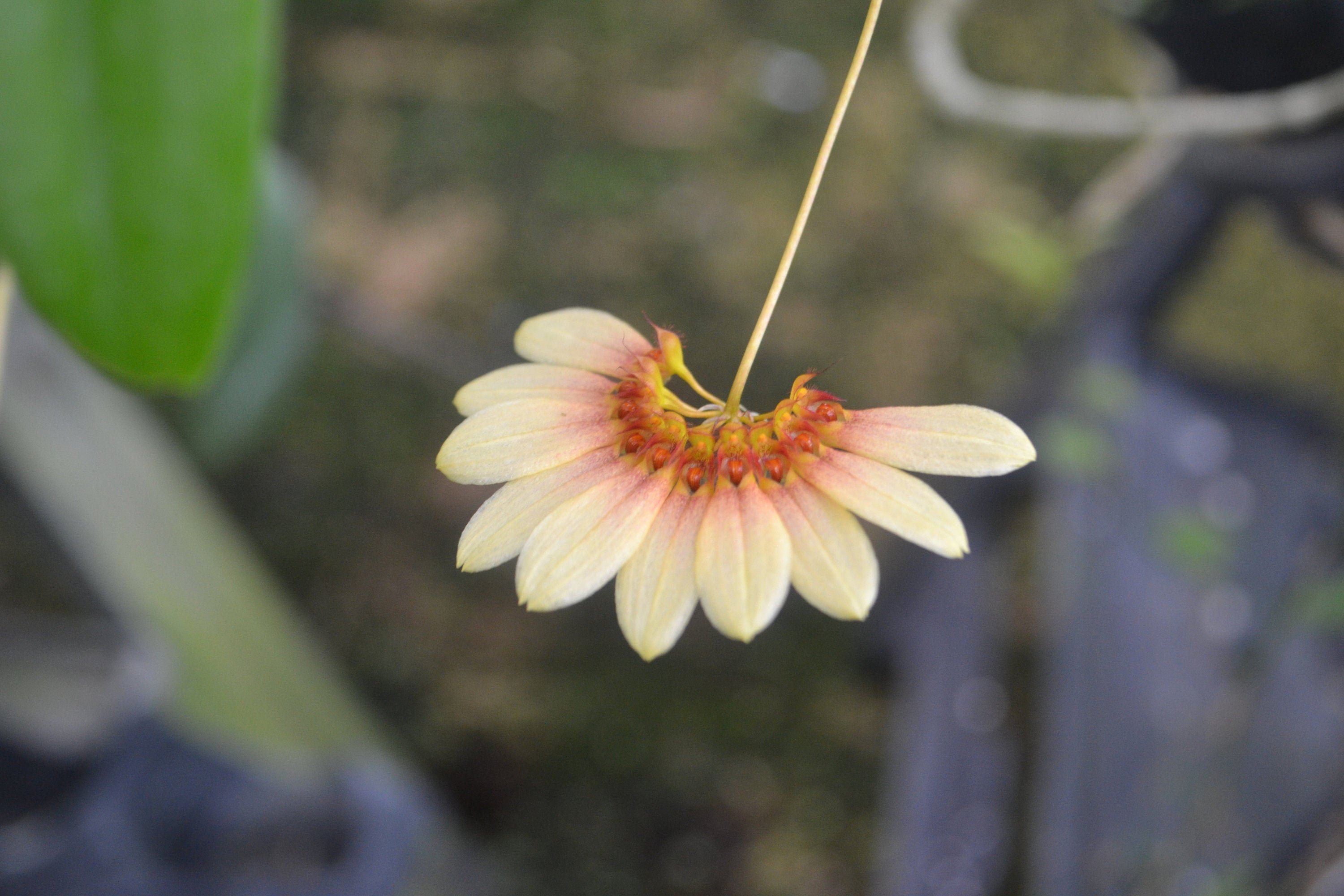 Rare Orchid