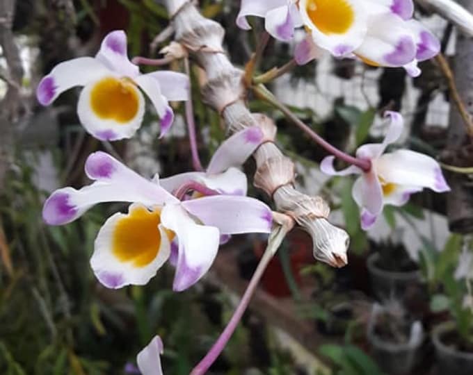 Rare Orchid Dendrobium Pendulum Species Rare Live Plant - Etsy