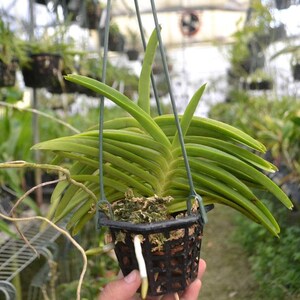Miniature Orchid Vanda Species Ascocentrum Miniatum Mature Live Orchid ...