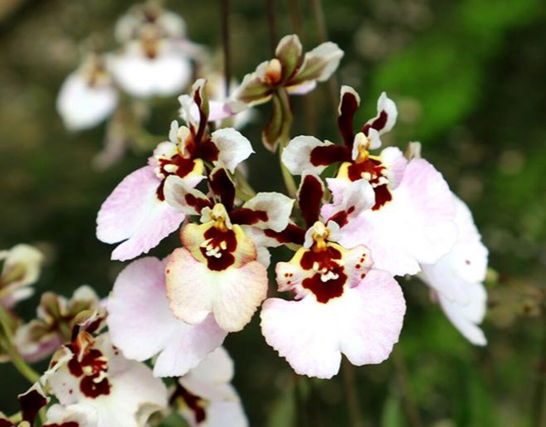 Miniature Orchid Oncidium Tolumnia Jairak Flyer 'pastel Pink' Oncidium ...