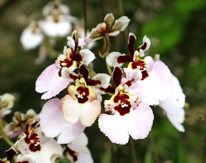 Miniature Orchid Oncidium Tolumnia Jairak Flyer 'pastel Pink' Oncidium ...