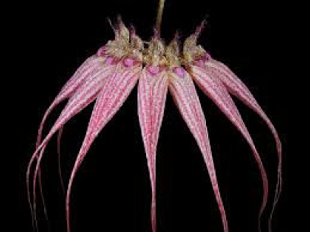 Orchid Bulbophyllum Elizabeth Ann Rare Live Plant - Etsy