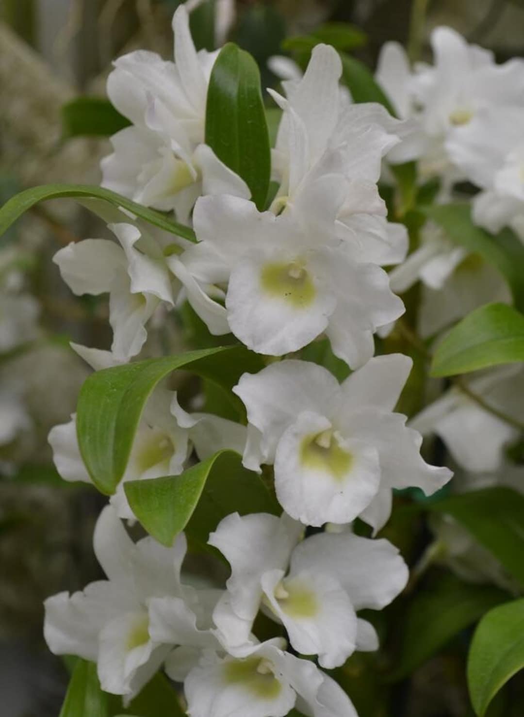 Orchid Dendrobium Nobile Spring Dream 'apollon' Nch Pot Live Plant - Etsy