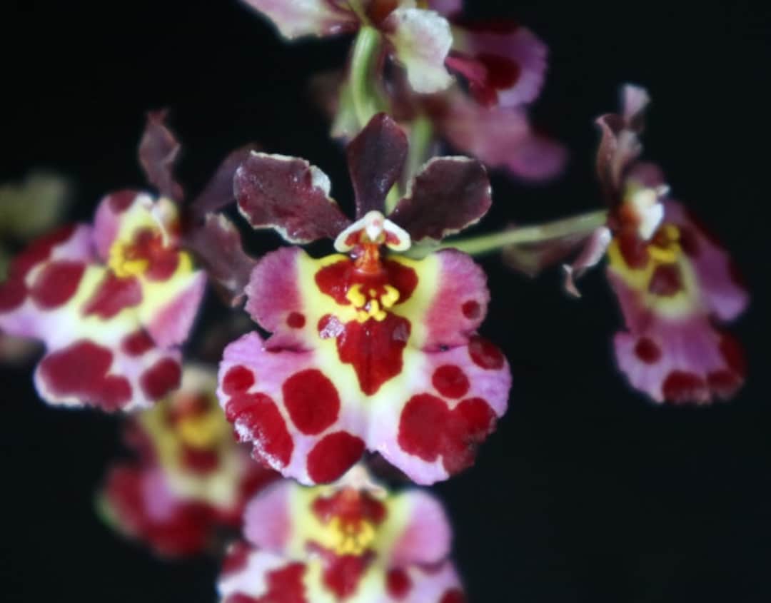 Miniature Orchid Oncidium Tolumnia Jairak Flyer 'cartoon' Oncidium ...