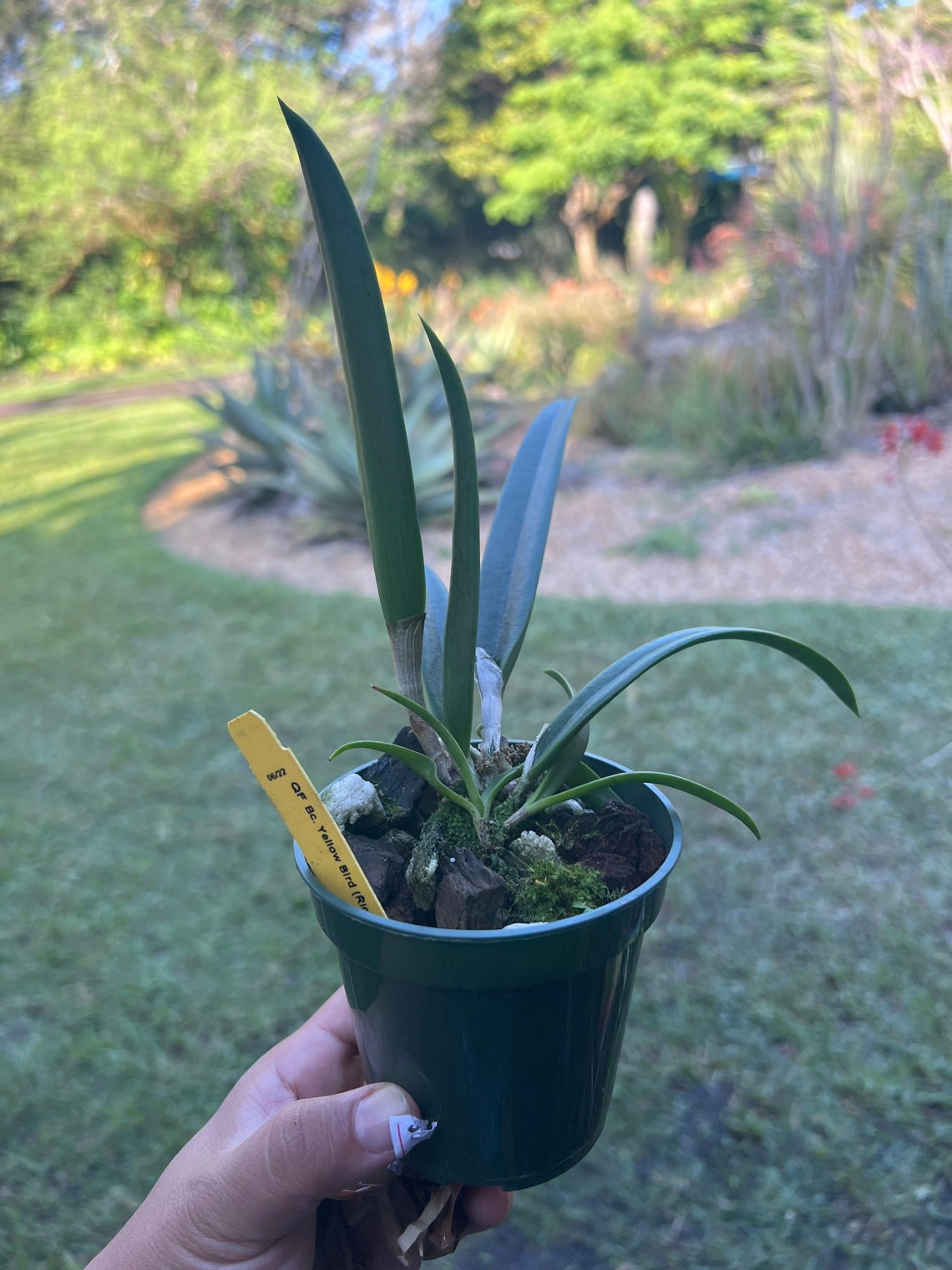 Orchid Cattleya Brassocattleya Bc. Yellow Bird Live Plant - Etsy