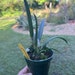 Orchid Cattleya Brassocattleya Bc. Yellow Bird Live Plant - Etsy